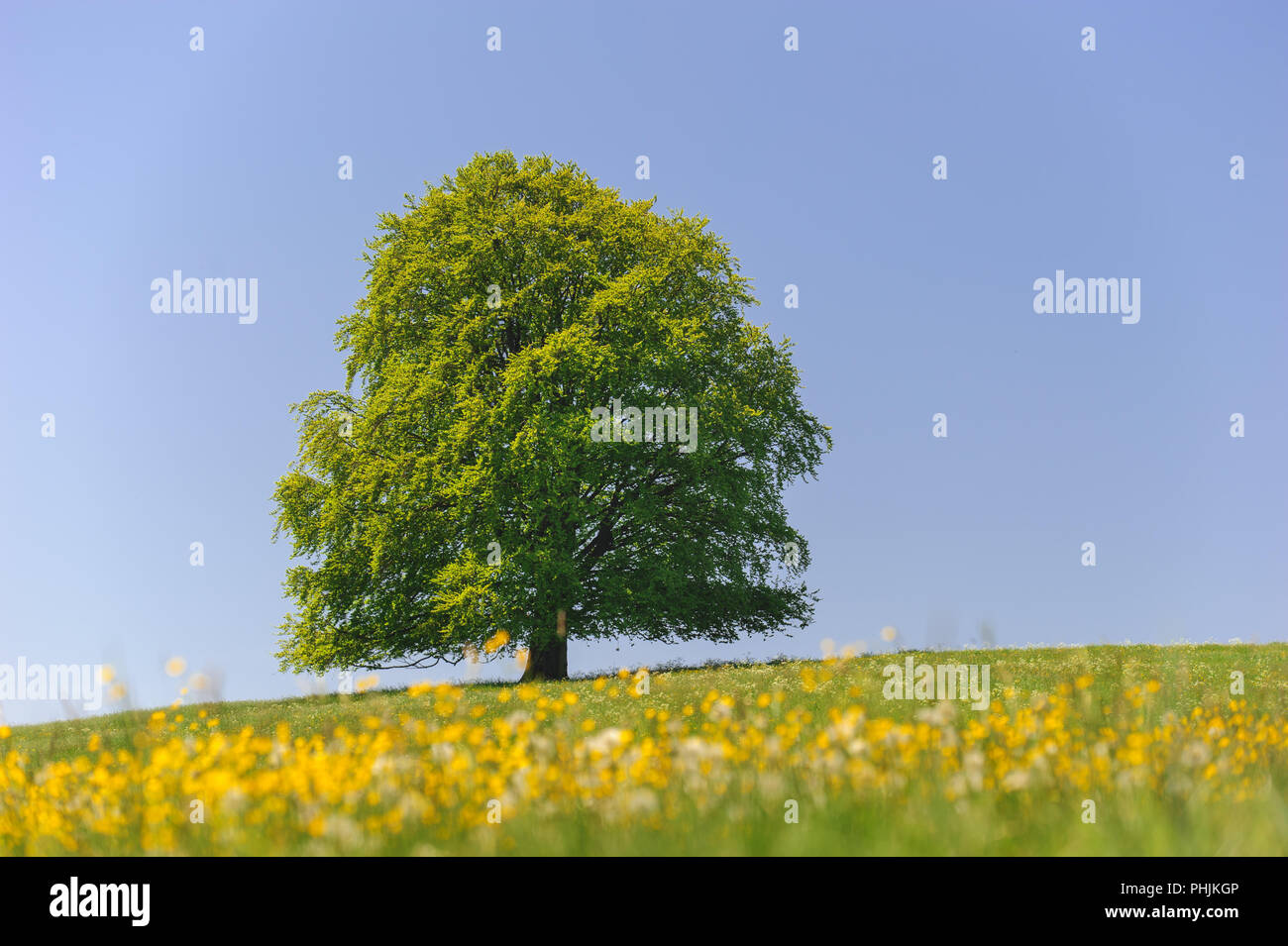 single big beech tree in field with perfect treetop Stock Photo - Alamy