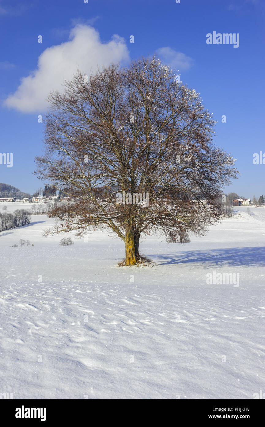 single big beech tree in field with perfect treetop Stock Photo - Alamy