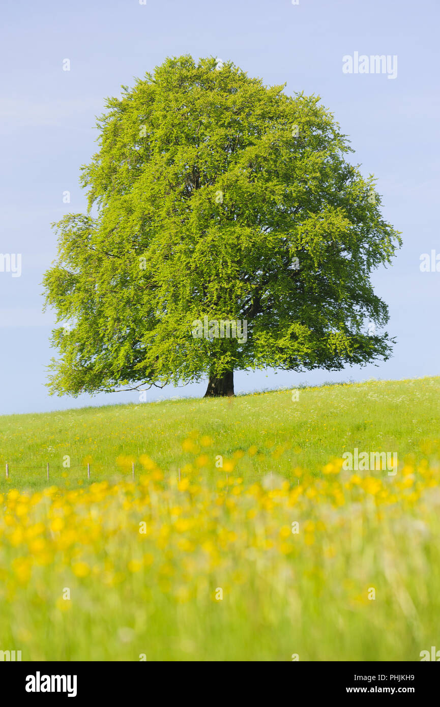 single big beech tree in field with perfect treetop Stock Photo - Alamy