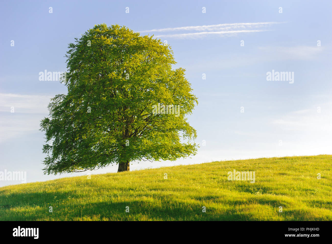 single big beech tree in field with perfect treetop Stock Photo - Alamy