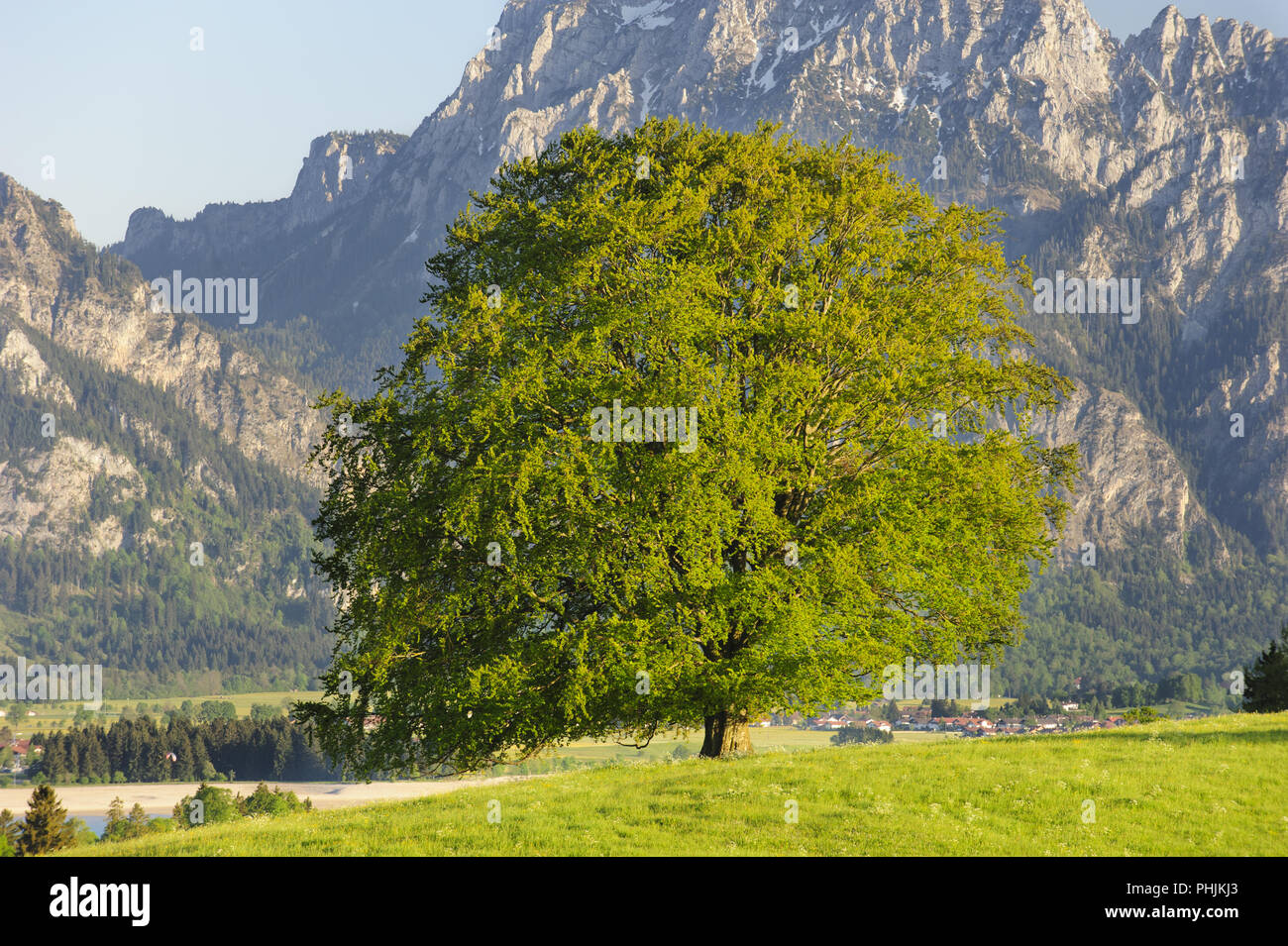 single big beech tree in field with perfect treetop Stock Photo - Alamy