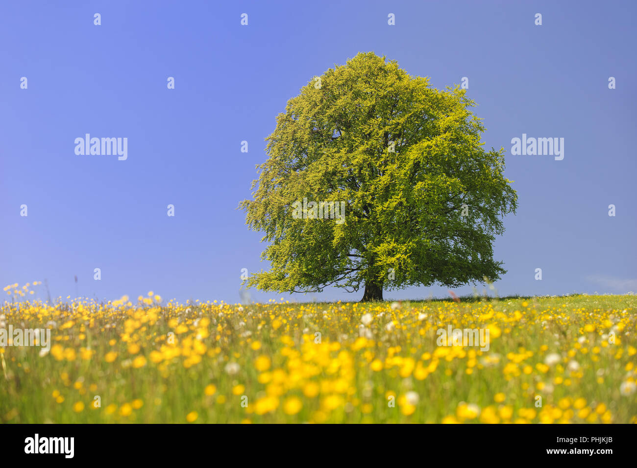 single big beech tree in field with perfect treetop Stock Photo - Alamy