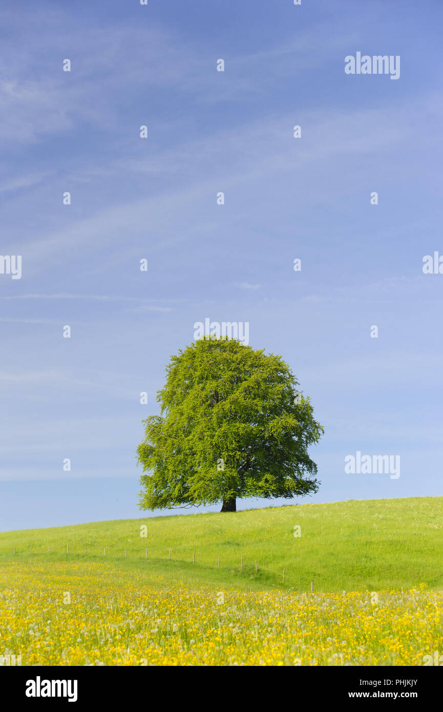 single big beech tree in field with perfect treetop Stock Photo - Alamy