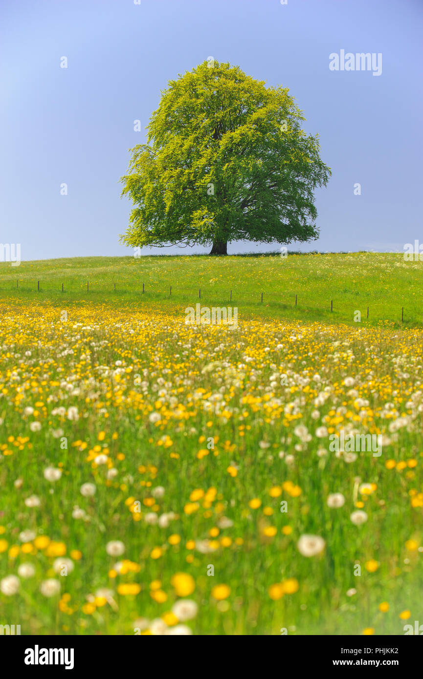 single big beech tree in field with perfect treetop Stock Photo - Alamy