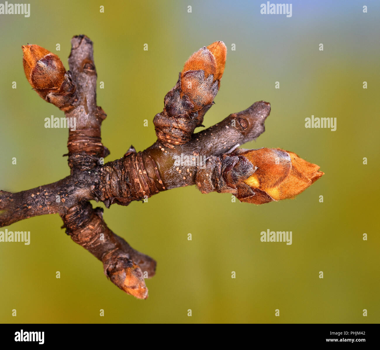 pear tree; buds; flower buds; Pyrus domestica Stock Photo - Alamy
