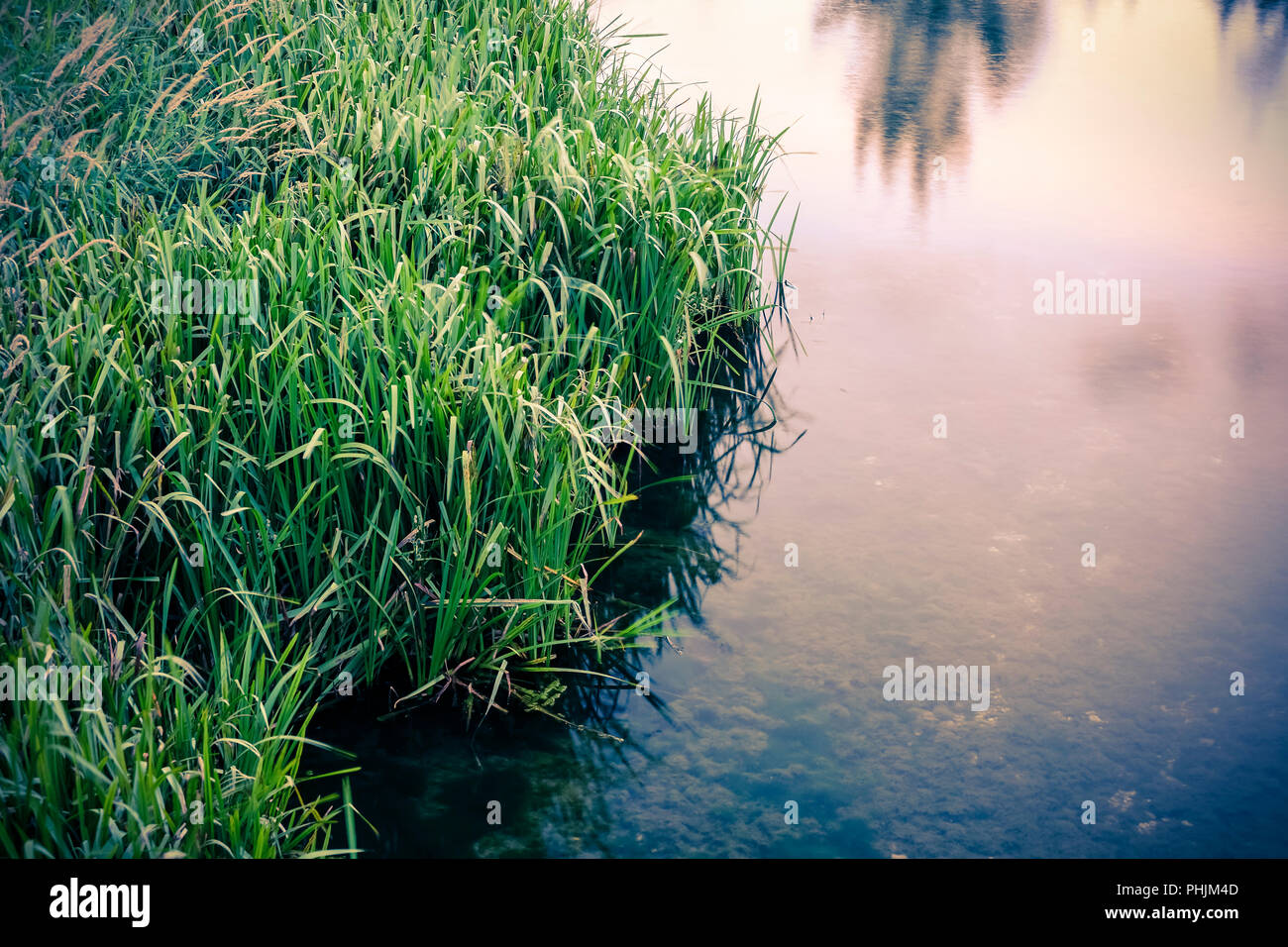 River bank plants vegetation hi-res stock photography and images - Alamy