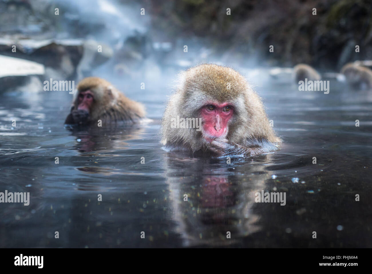 Snow monkey or Japanese Macaque in hot spring onsen Stock Photo - Alamy