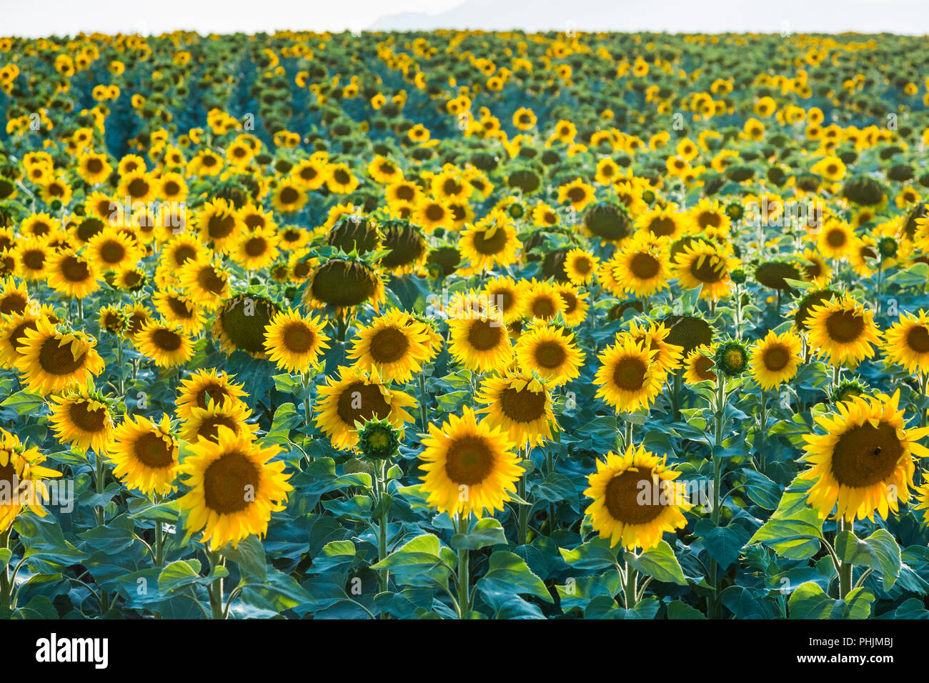Flora margarine hi-res stock photography and images - Alamy