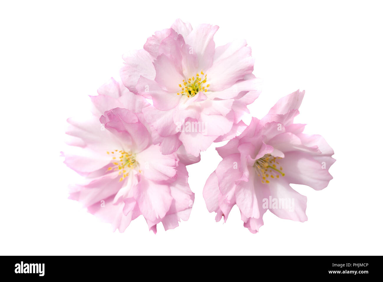 Beautiful pink sakura flowers blossom Cut Out Stock Images & Pictures ...