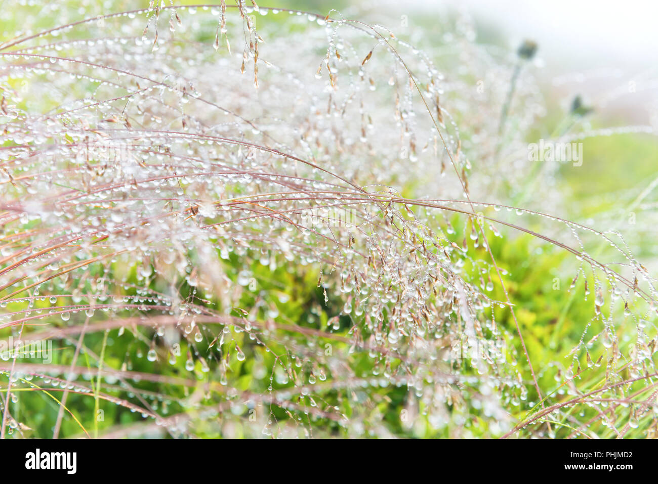 Beautiful wet grass hi-res stock photography and images - Alamy