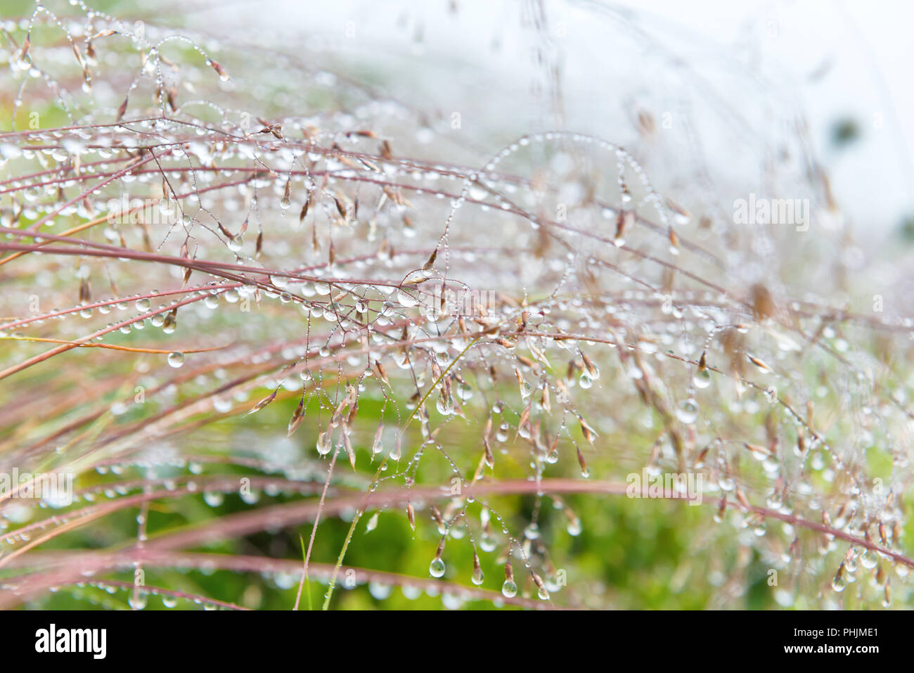 Beautiful wet grass hi-res stock photography and images - Alamy