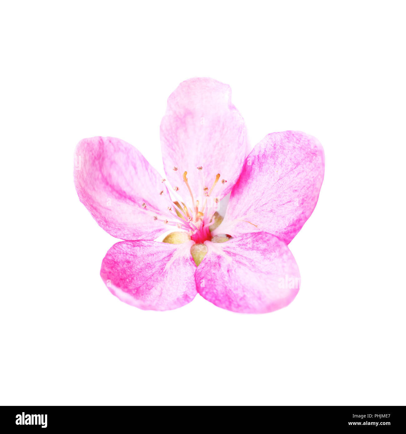 Pink flower isolated on white Stock Photo - Alamy
