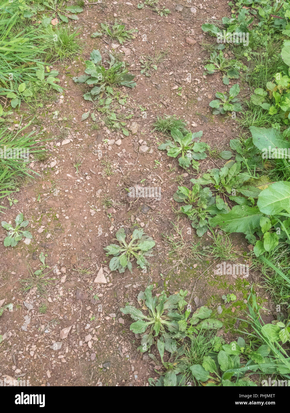 Leaves / foliage of Greater Plantain / Plantago major on a country ...