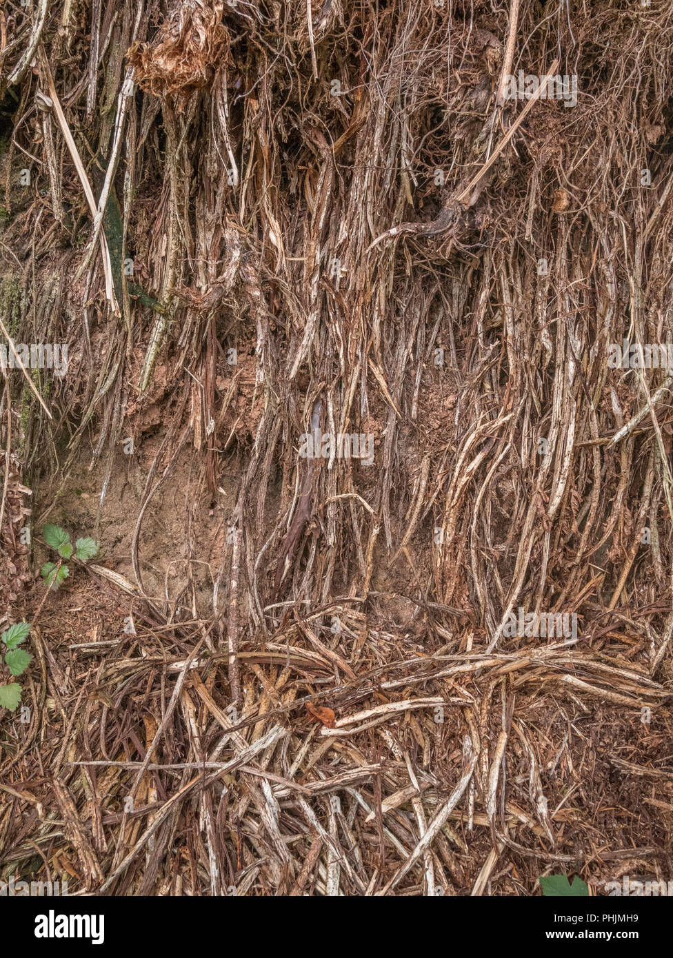 Dead Fern Roots High Resolution Stock Photography and Images - Alamy