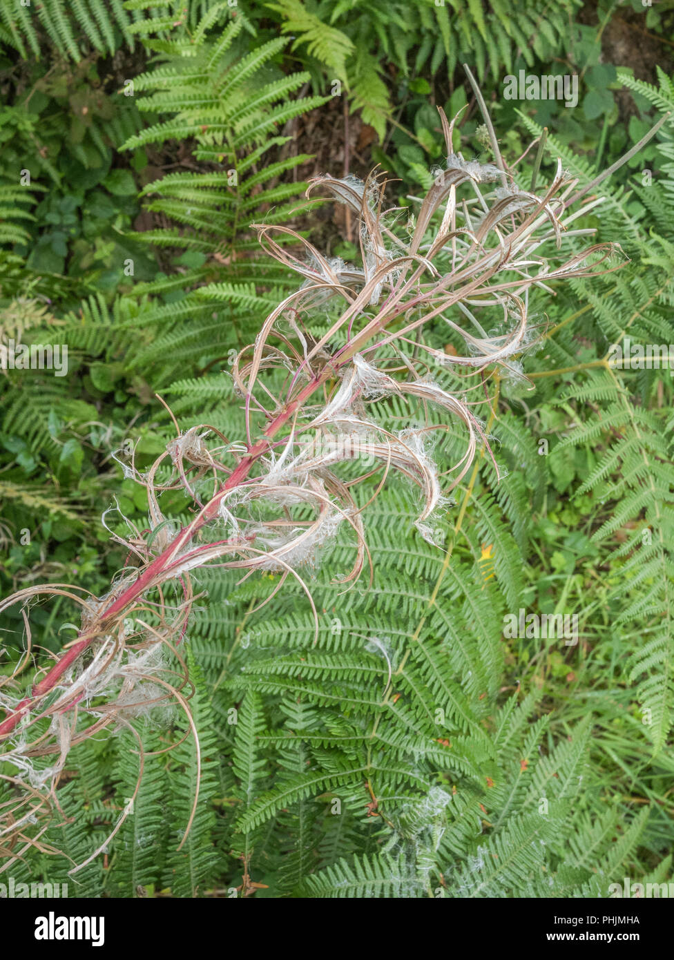Seeds of Rosebay Willowherb / Epilobium angustifolium. An invasive weed ...