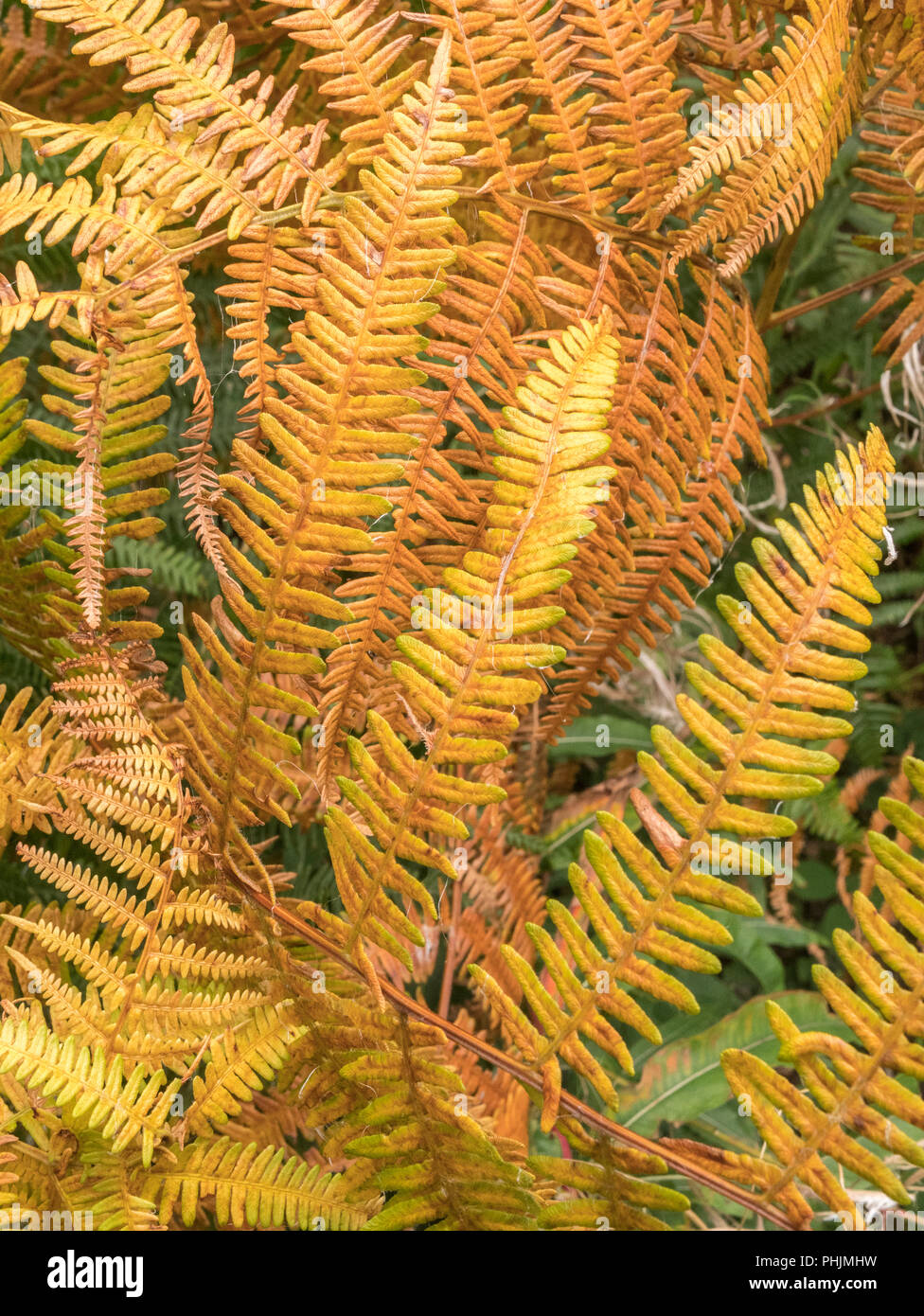 Yellow-Orange autumnal leaves of a fern species. Fern leaf texture ...