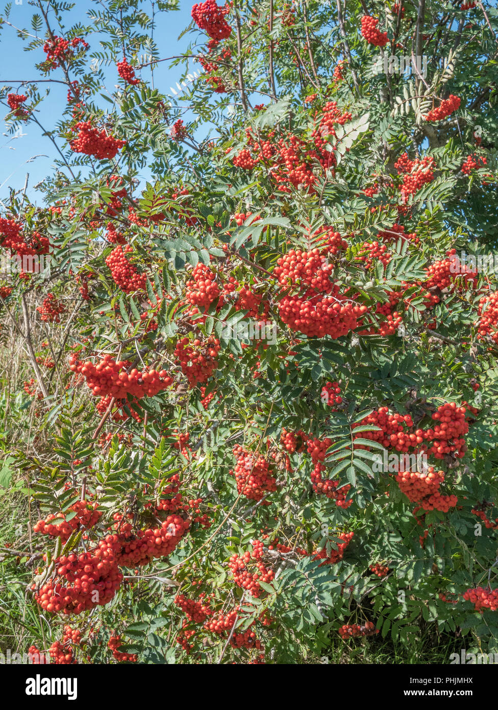 Rowan arbre sorbus aucuparia hi-res stock photography and images - Alamy