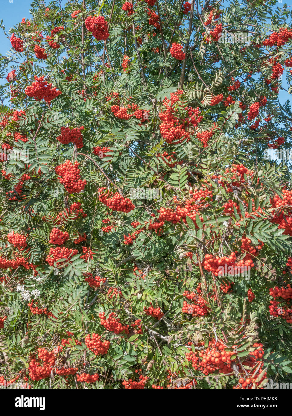 Rowan arbre sorbus aucuparia hi-res stock photography and images - Alamy