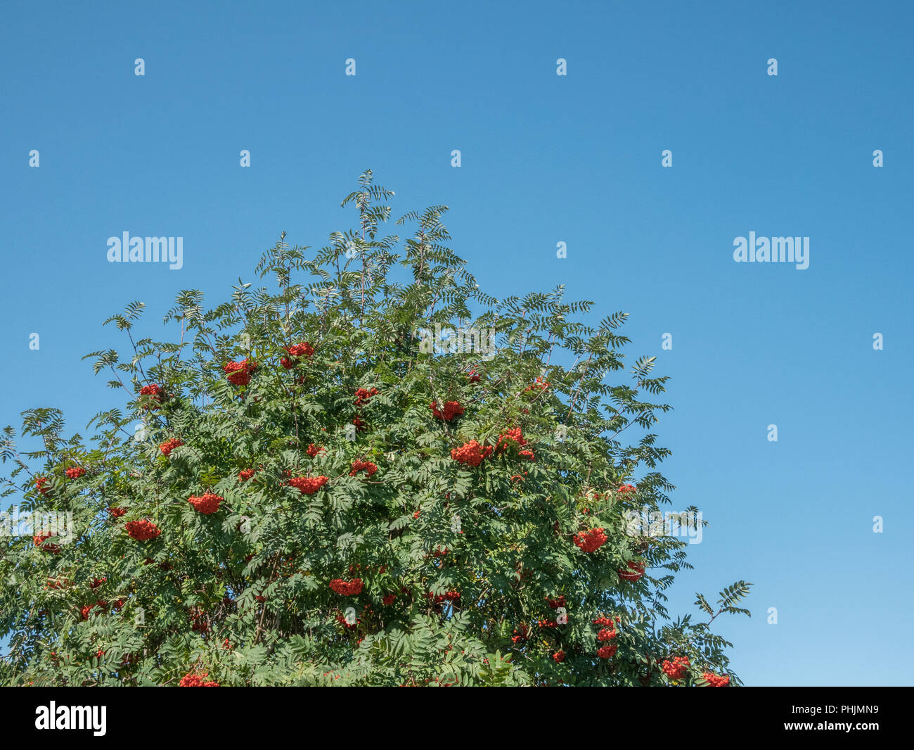 Rowan arbre sorbus aucuparia hi-res stock photography and images - Alamy