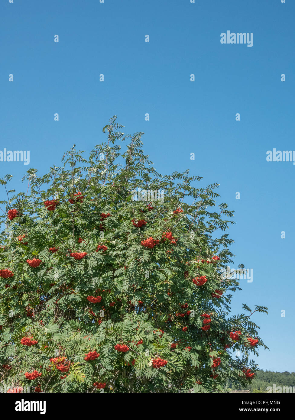 Scarlet fruits and foliage of Rowan / Sorbus aucuparia tree in bright ...
