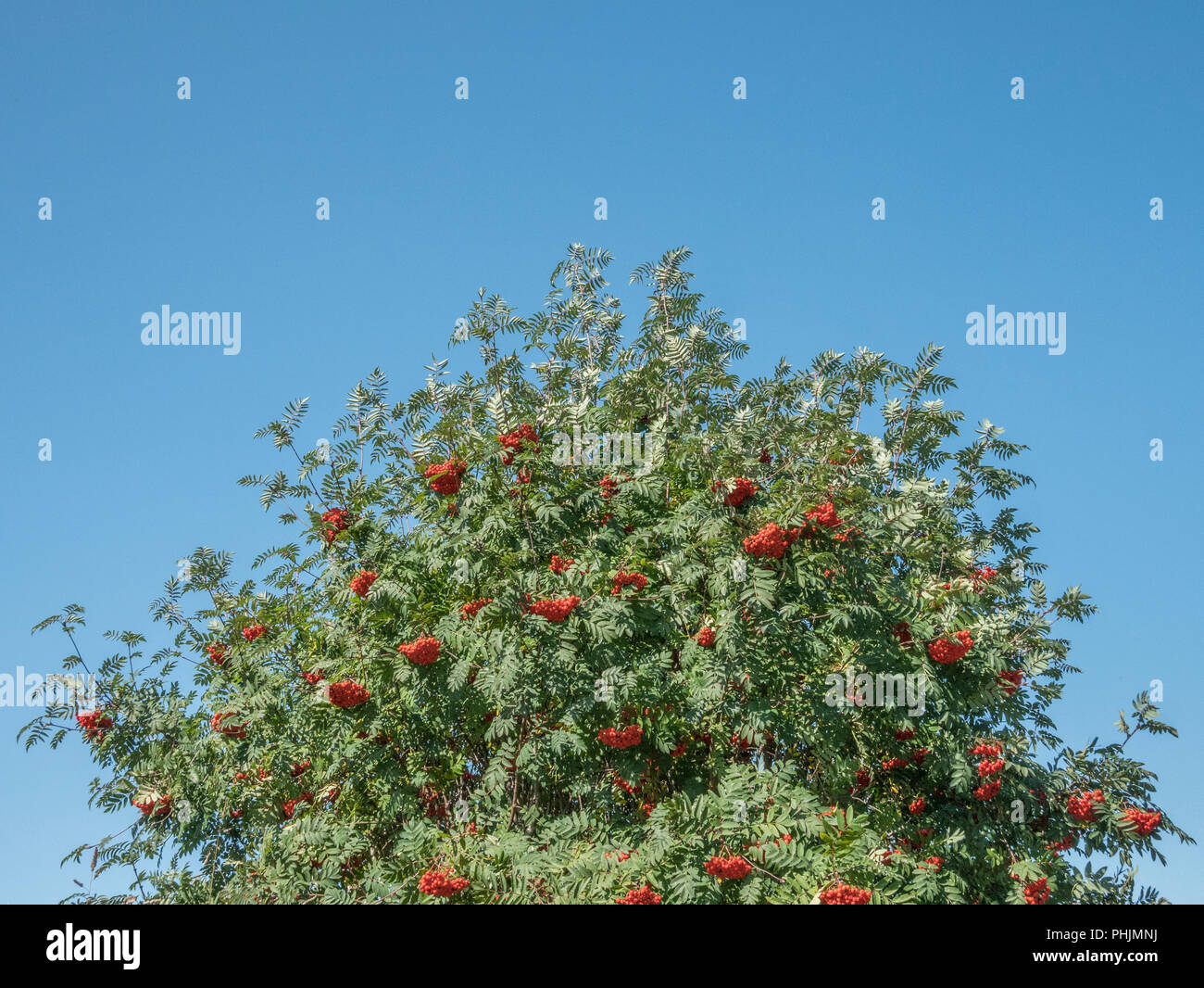 Rowan arbre sorbus aucuparia hi-res stock photography and images - Alamy