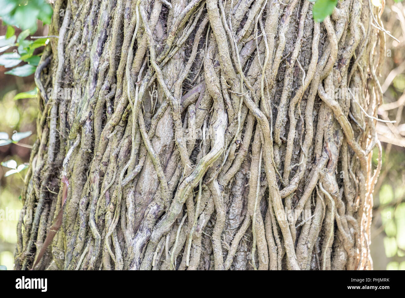 Vines That Strangle Trees
