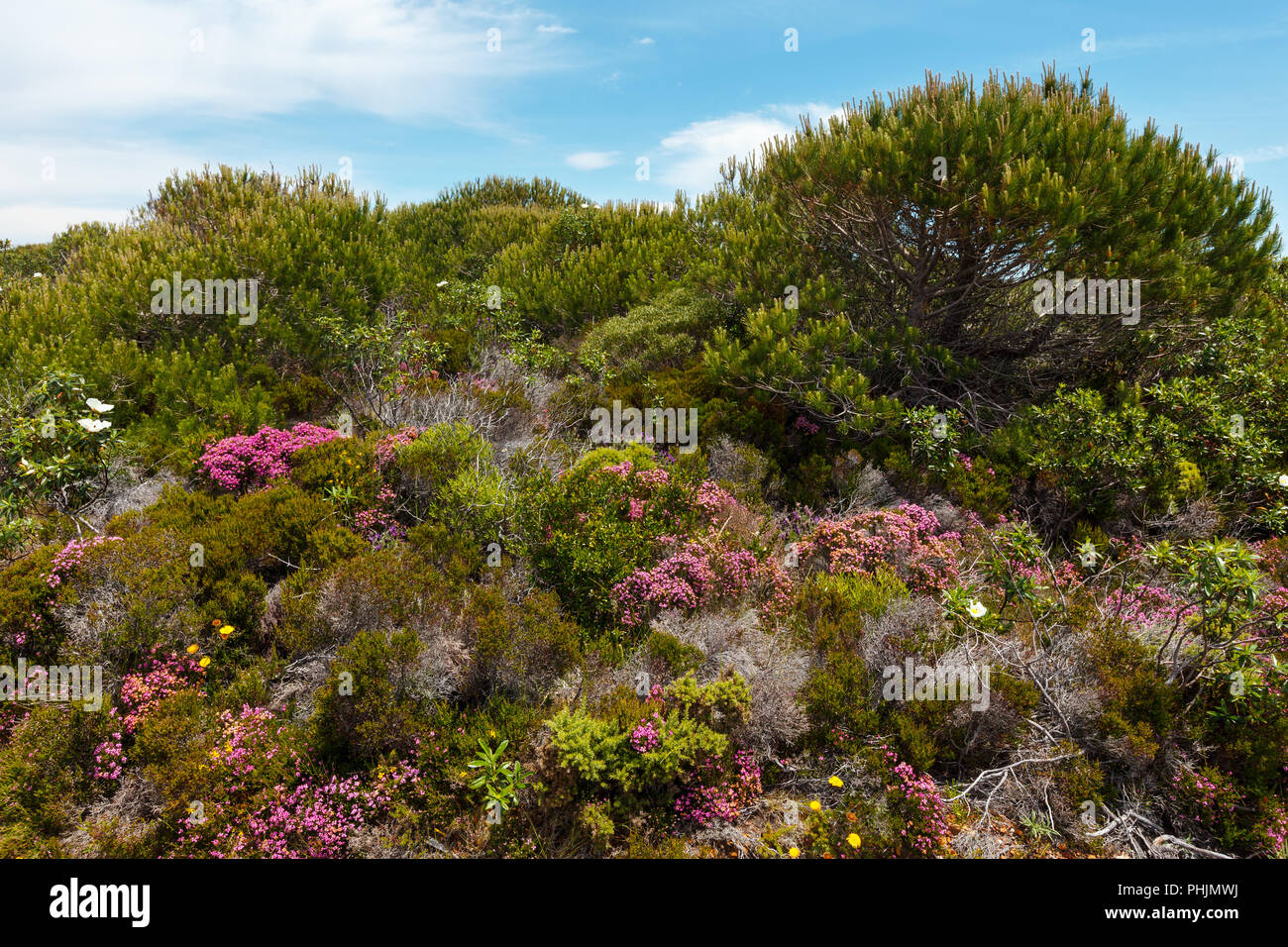 Wild azalea hi-res stock photography and images - Alamy