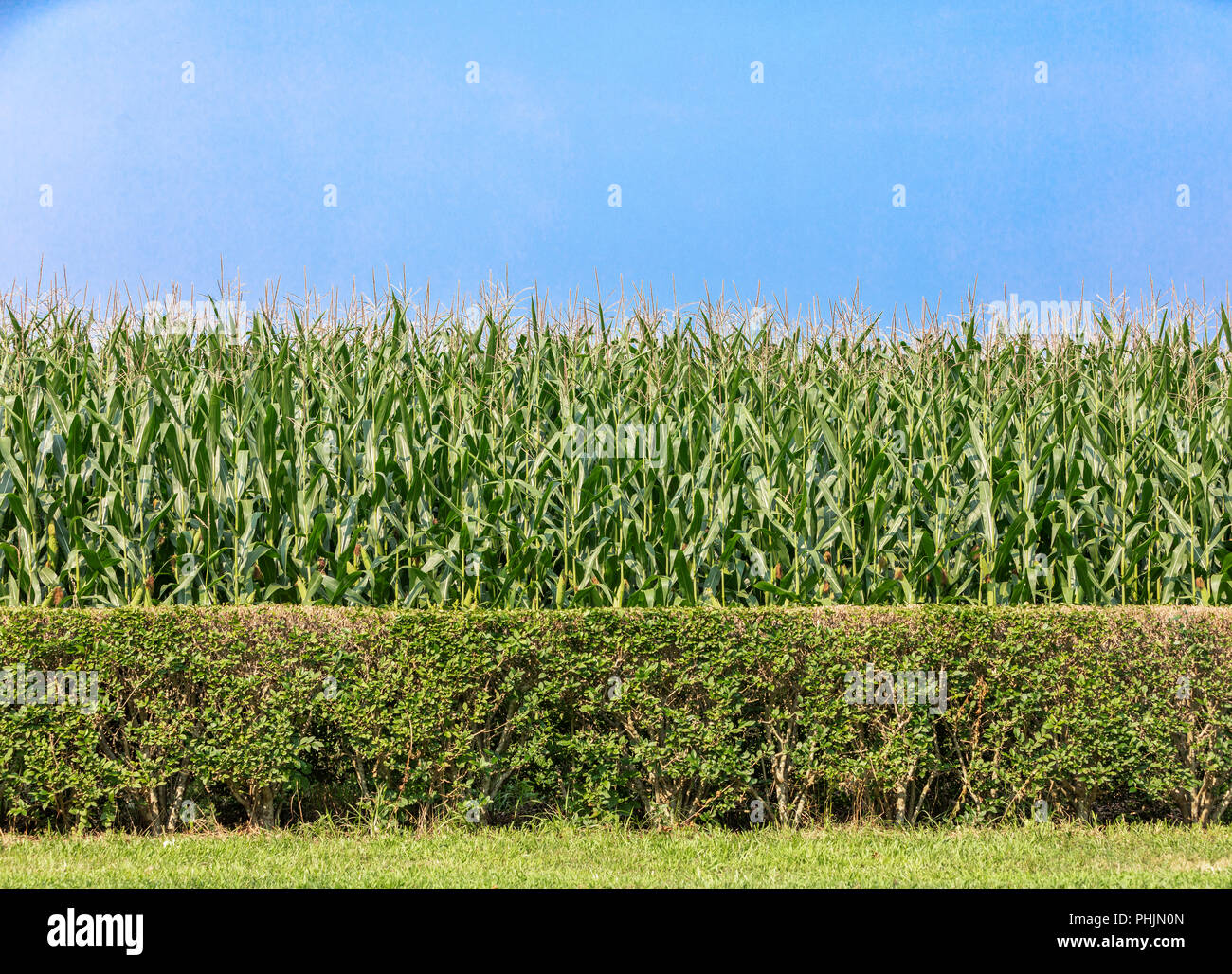 Privet hedge High Resolution Stock Photography and Images - Alamy