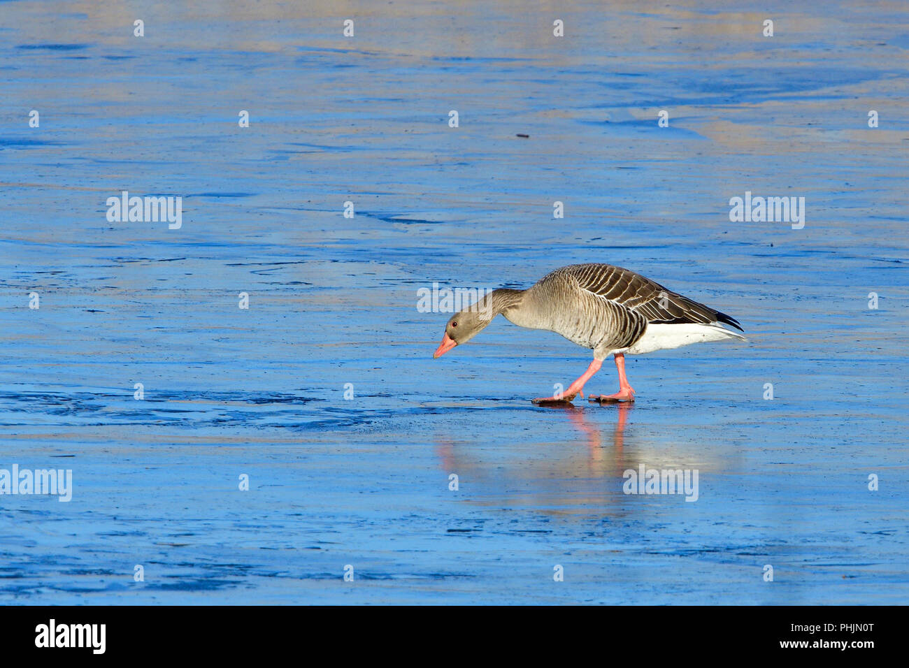 Goose run hi-res stock photography and images - Alamy