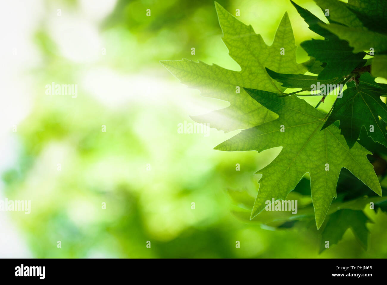 green leaves with sun rays, very shallow focus Stock Photo - Alamy