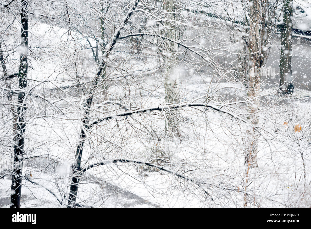 Snowfall in nature hi-res stock photography and images - Alamy