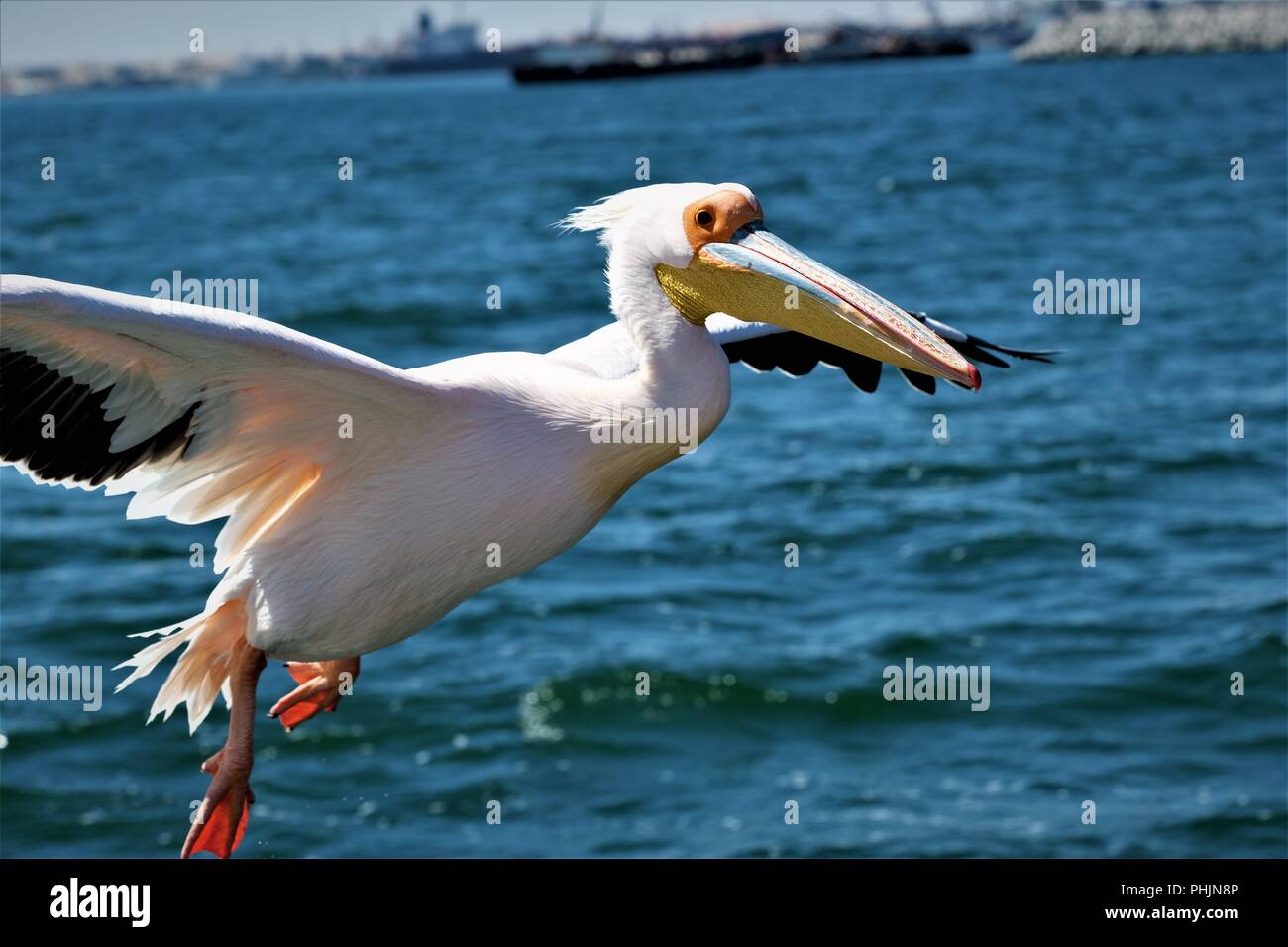 Orex hi-res stock photography and images - Alamy