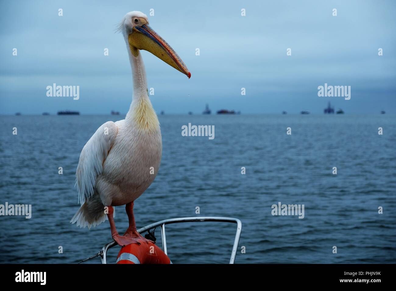 Pelican ship hi-res stock photography and images - Alamy