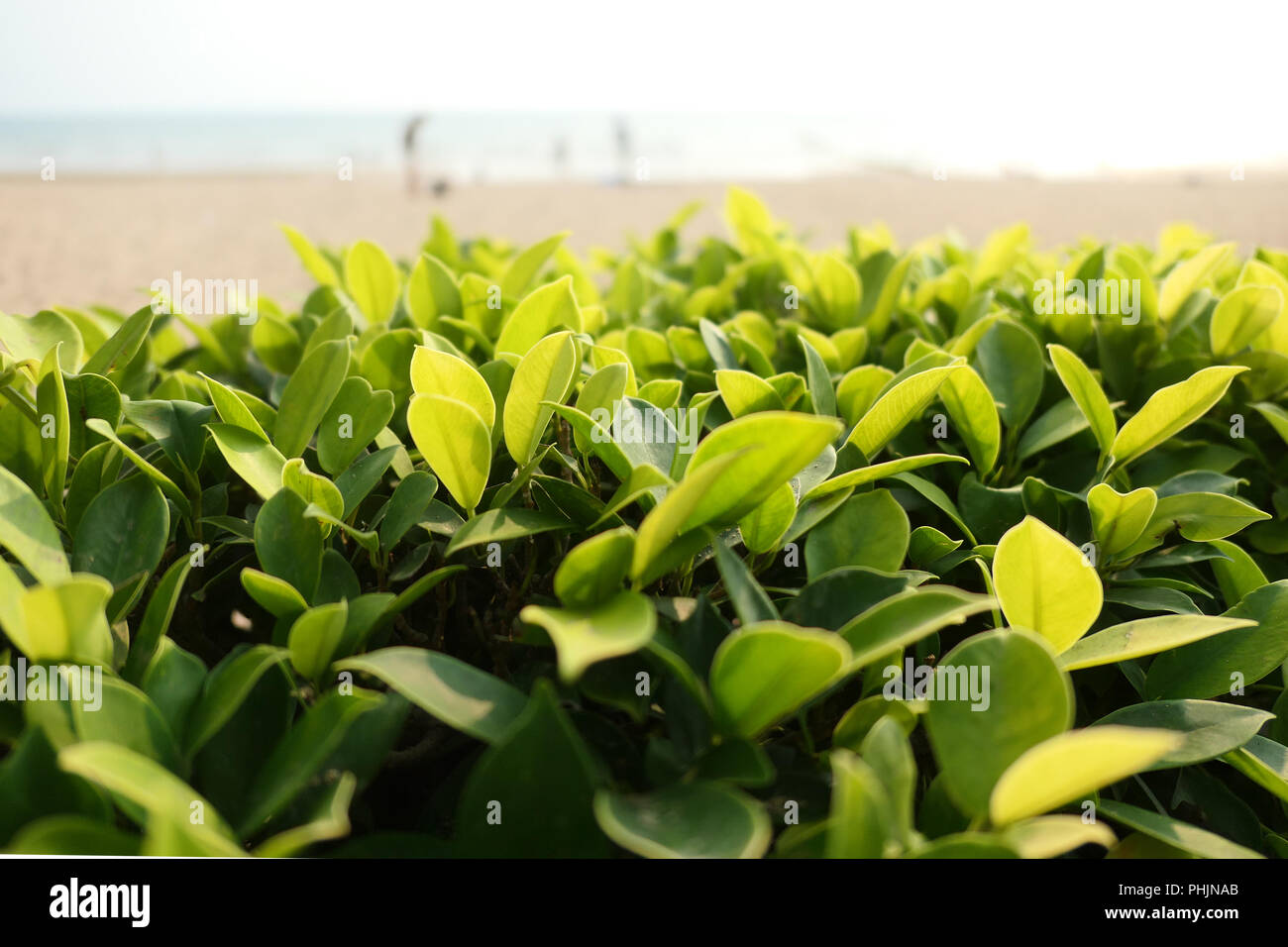 Green leaves with sea Stock Photo - Alamy
