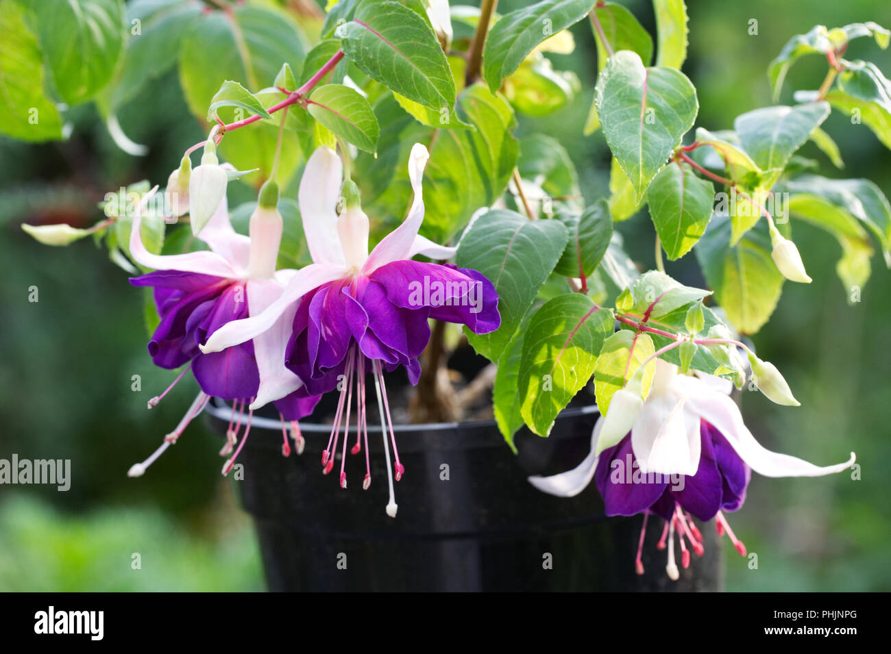 Fuchsias in a pot Stock Photo - Alamy