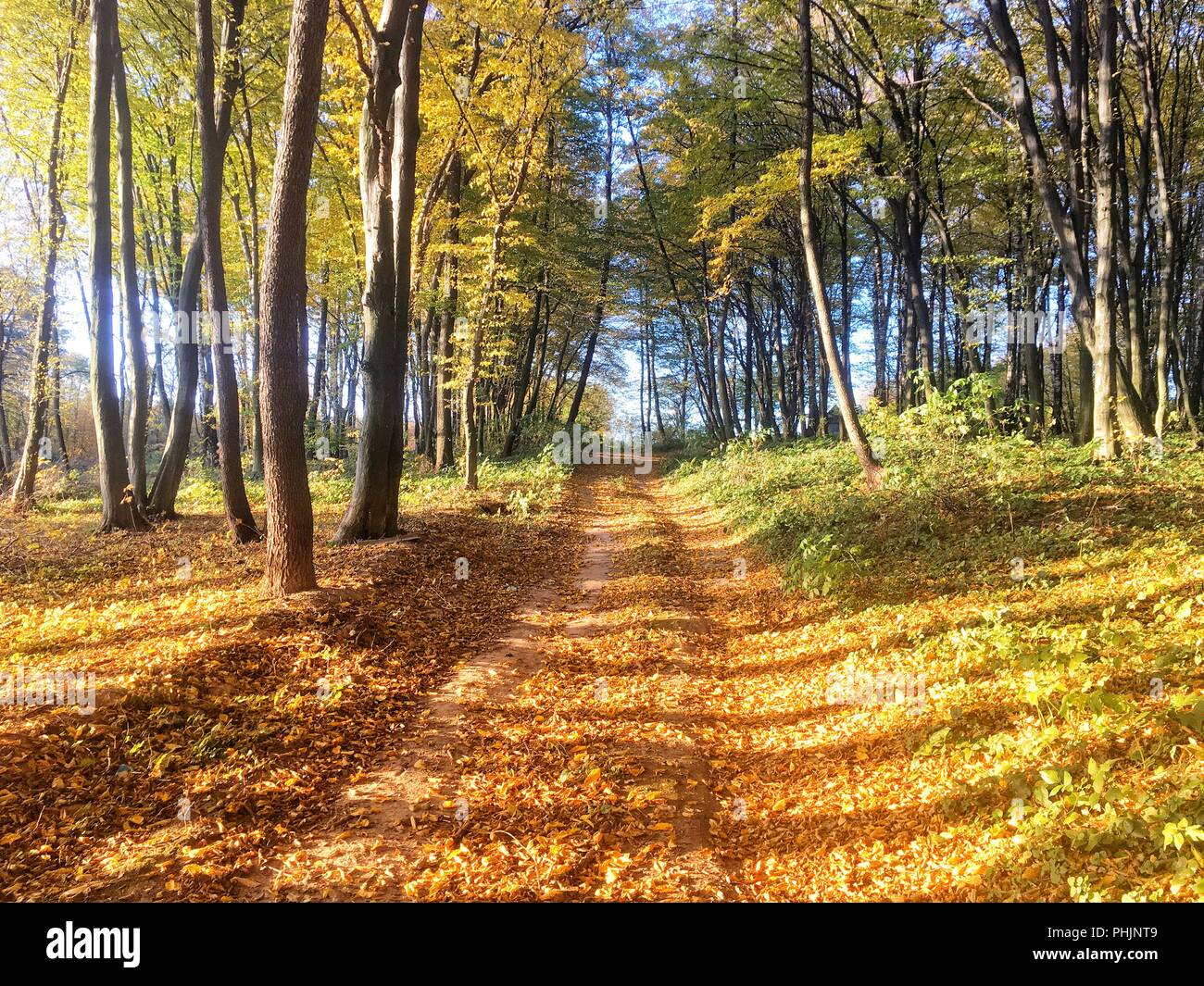 Colorful forest leaves hi-res stock photography and images - Alamy