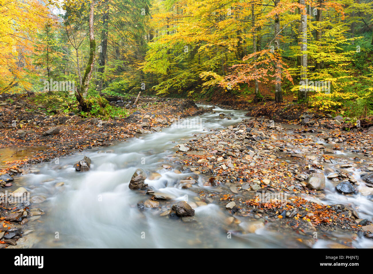 River in autumn forest Stock Photo - Alamy