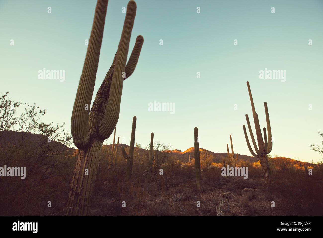 Prairie cactus hi-res stock photography and images - Alamy