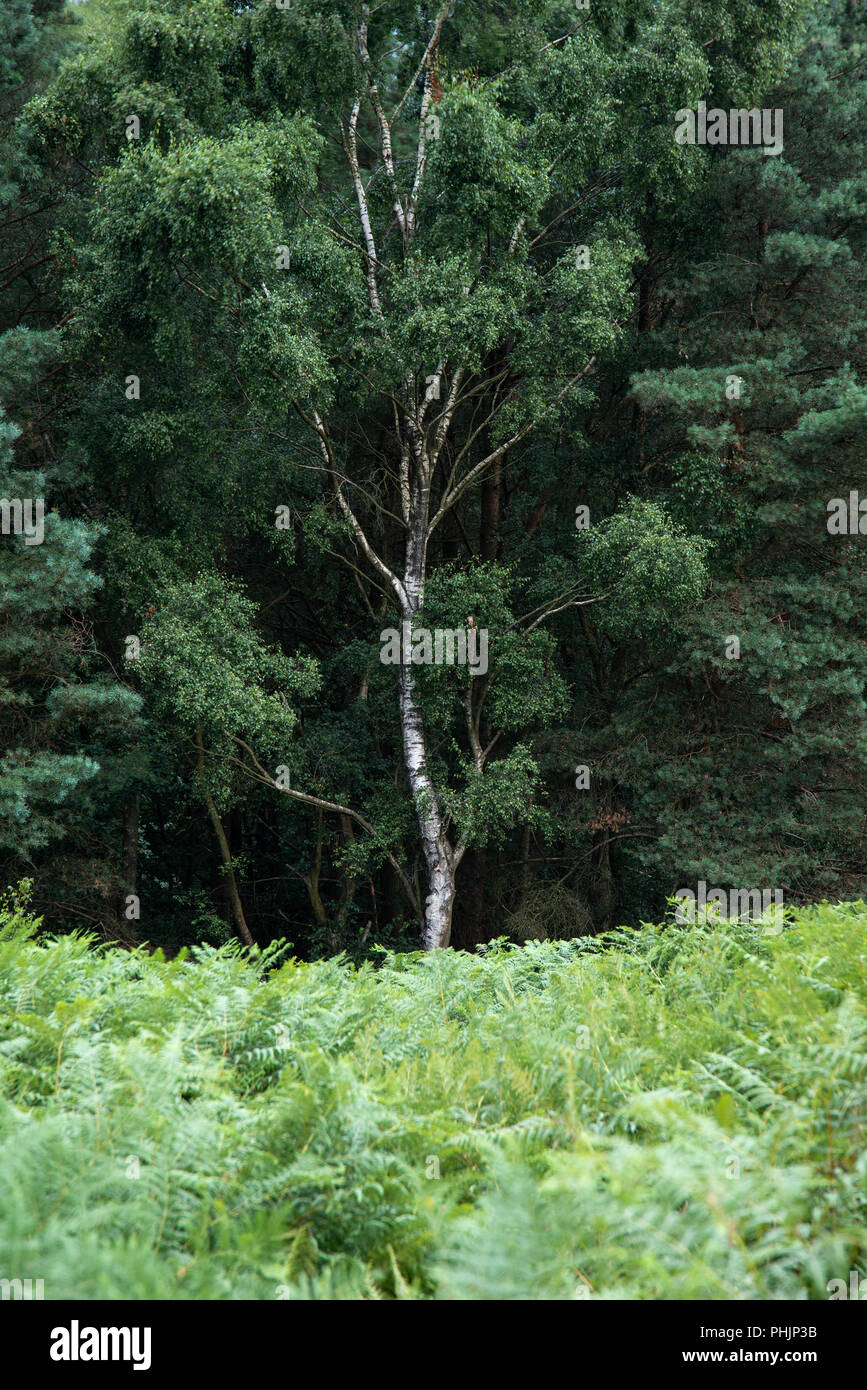 Lovely landscape image of single silver birch tree in lush green forest ...