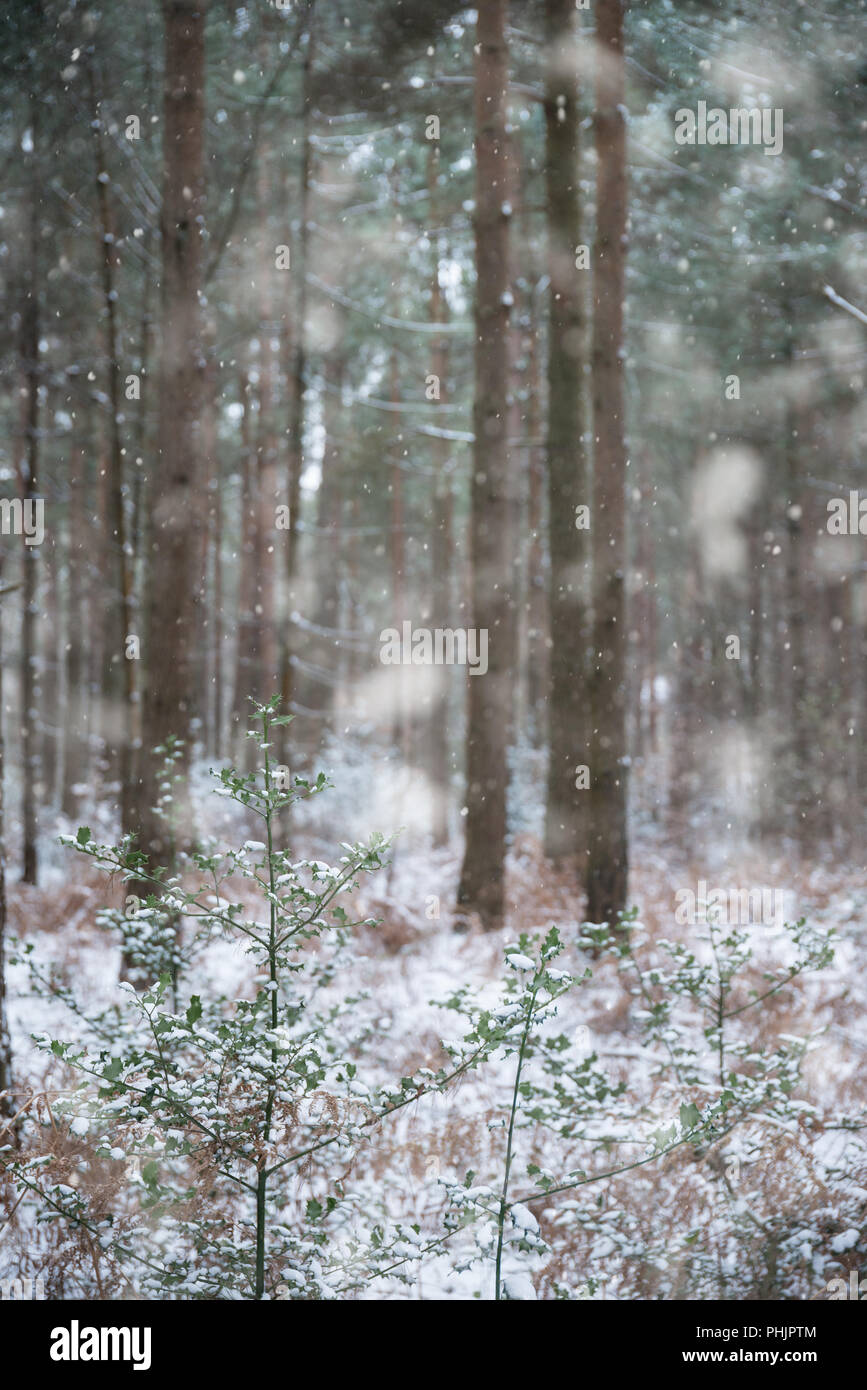 Winter landscape with snow falling and covering ground and foliage in ...