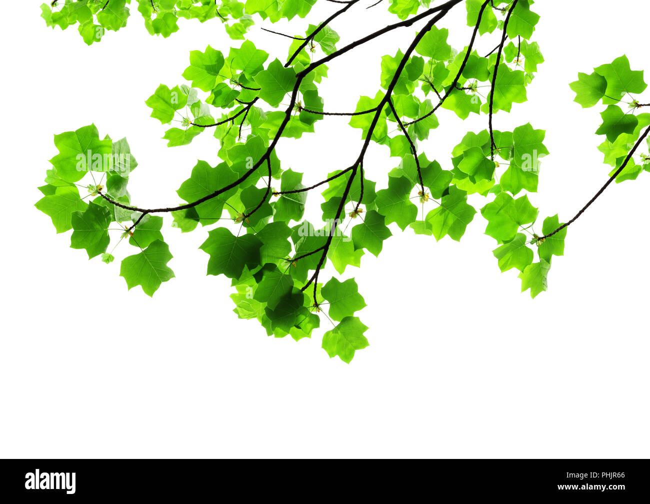 green tree branch Stock Photo - Alamy