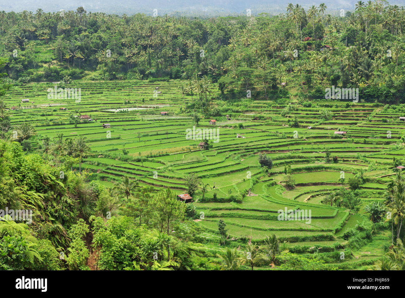 green terraced rice fields Stock Photo - Alamy