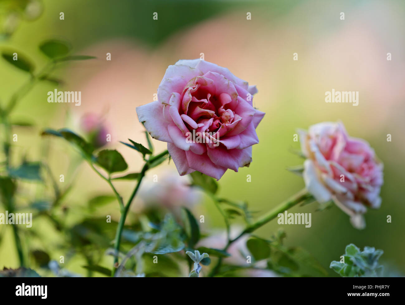 Rose late bloom hi-res stock photography and images - Alamy