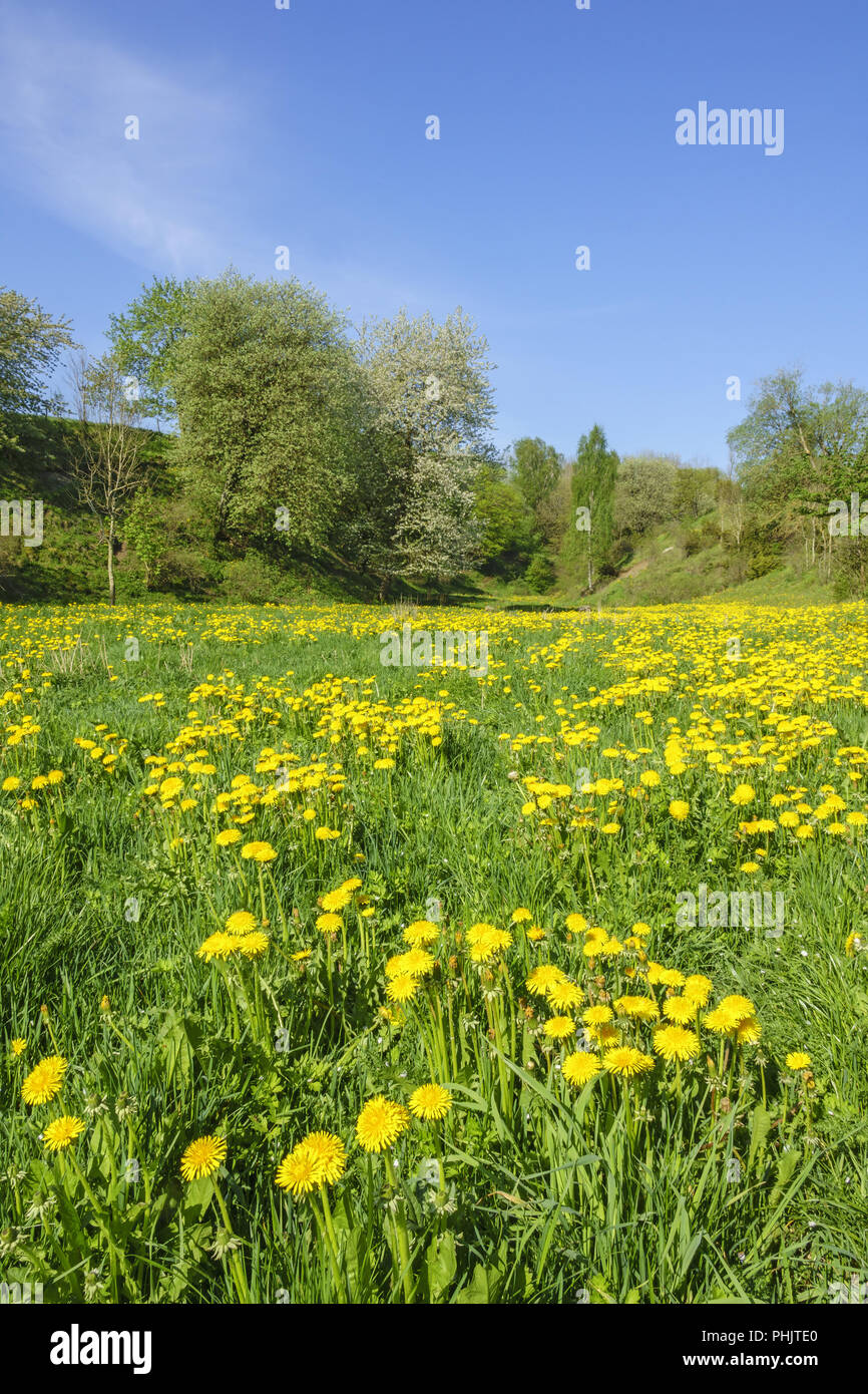 Dandelion meadow in a valley at spring Stock Photo - Alamy