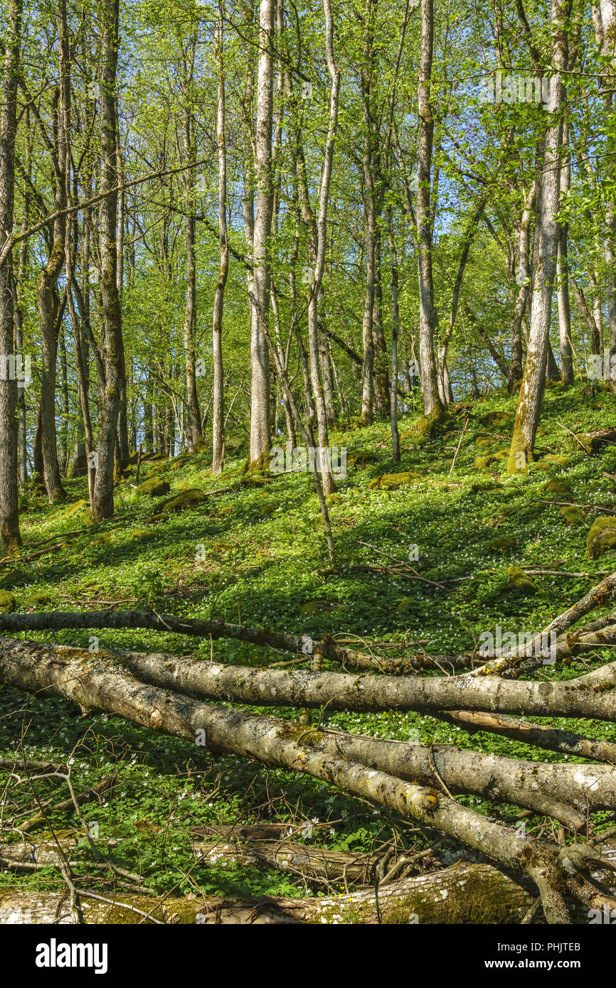 Woodland glade in spring hi-res stock photography and images - Alamy