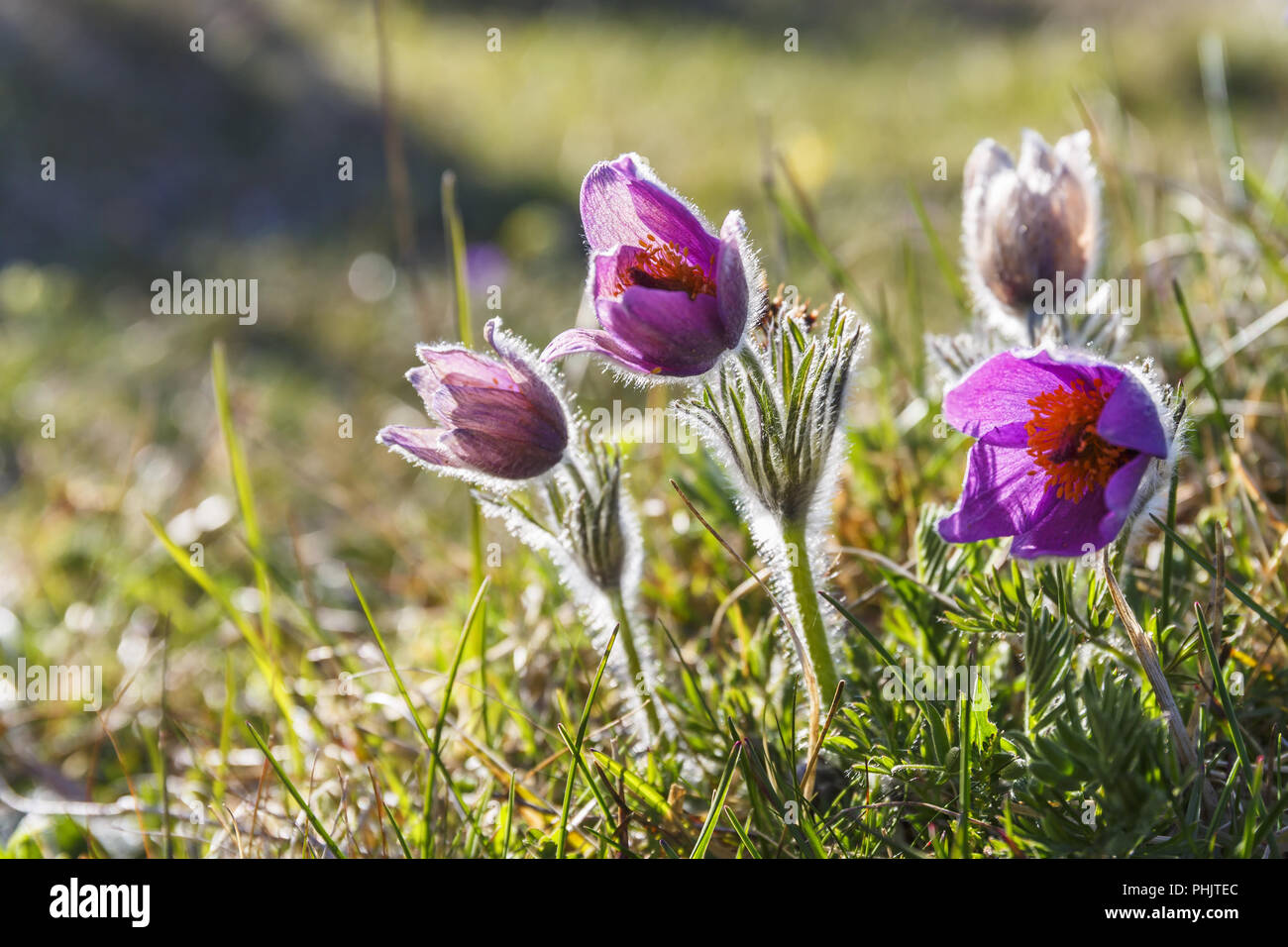 Early spring flowers hi-res stock photography and images - Alamy