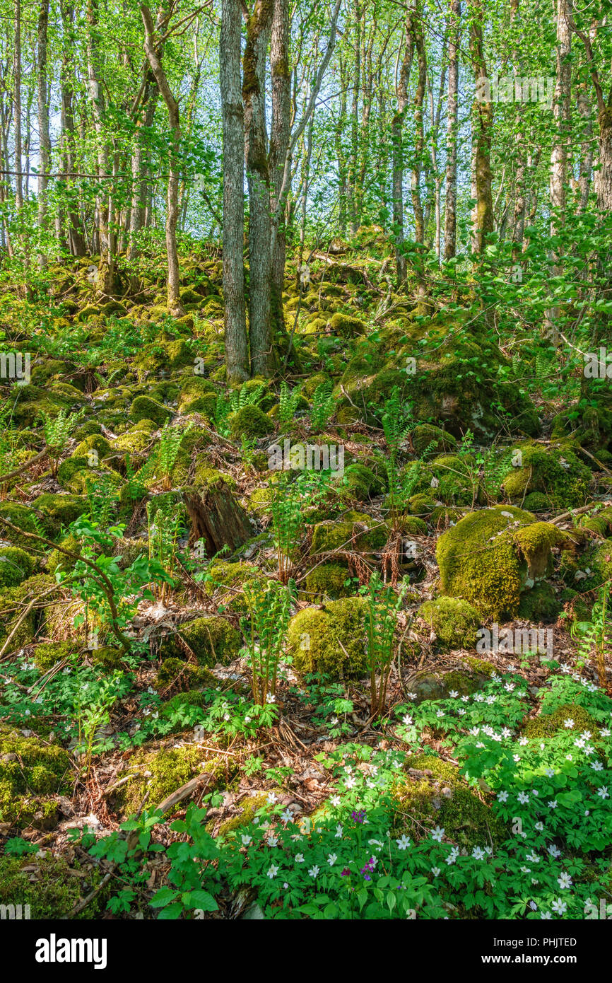 Flowering Wood anemone at a blockfield in the forest Stock Photo - Alamy