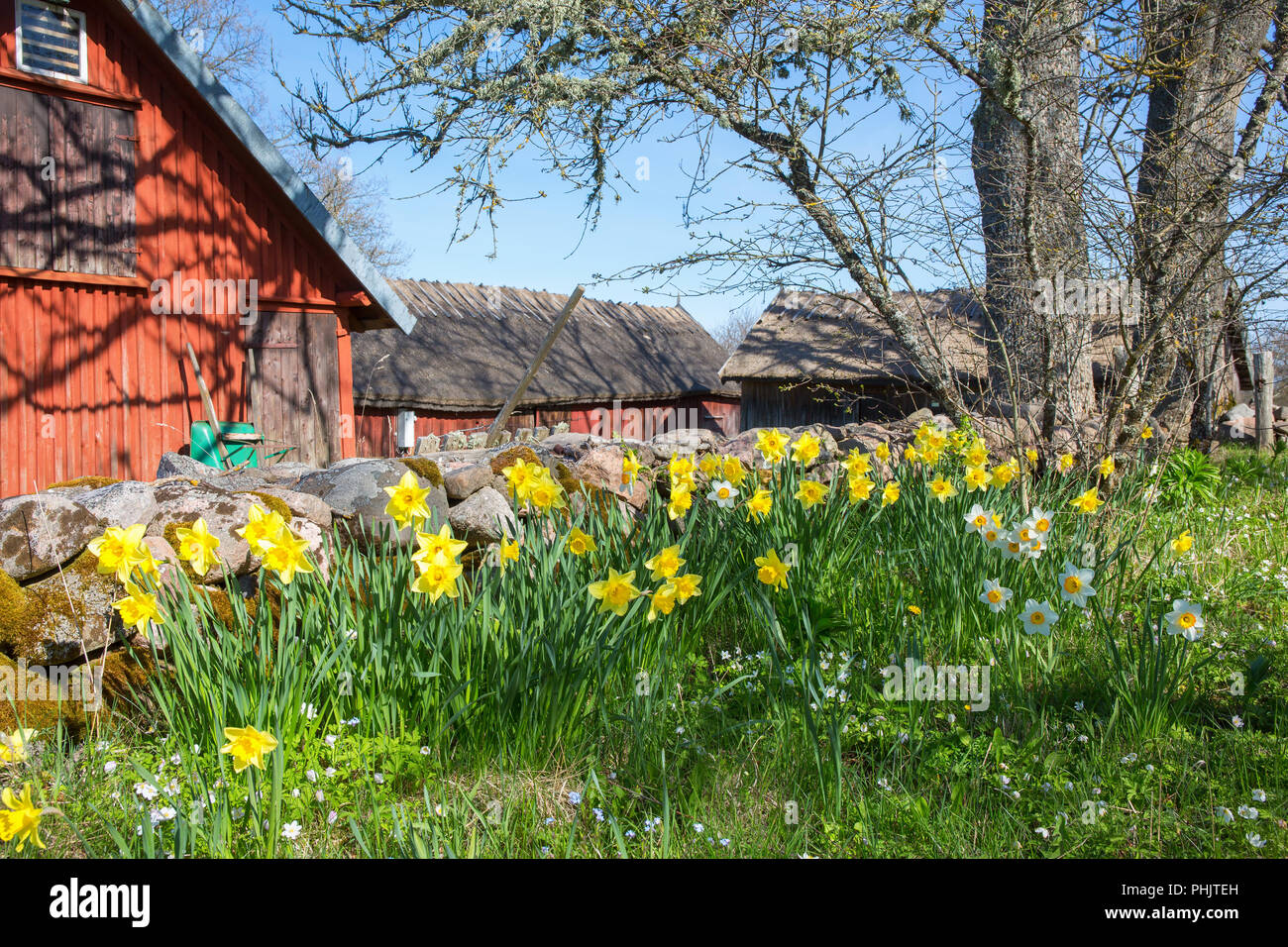 Flowering daffodil flowers at a farm in spring Stock Photo - Alamy
