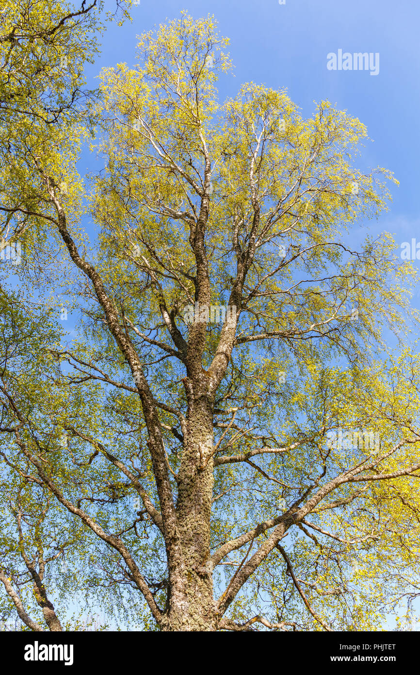 Birch trees with newly opened leaves Stock Photo - Alamy