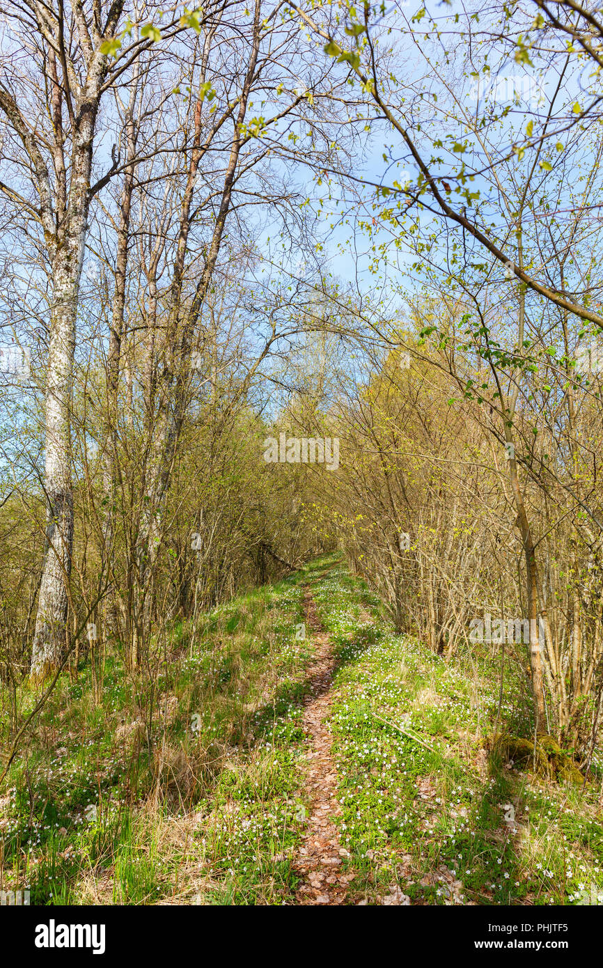 Forest path in spring with blooming anemones and greenery trees Stock ...
